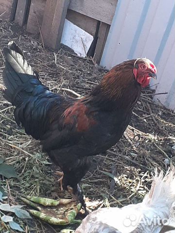 Куры петухи