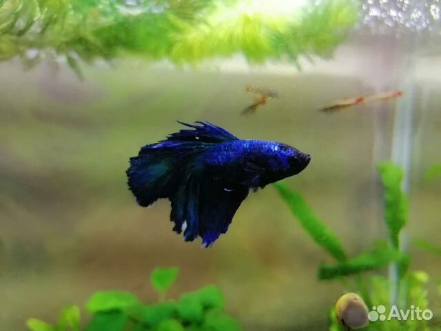 Петушок и кардиналы