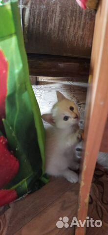 Отдается котенок
