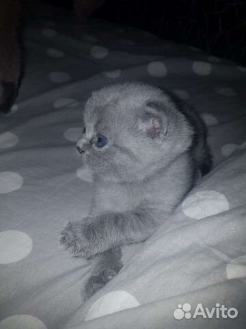 Британские котята короткошерстные