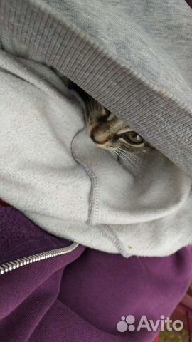 Отдам котенка в добрые руки