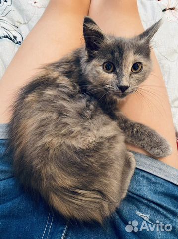 Котенок тигрового окраса