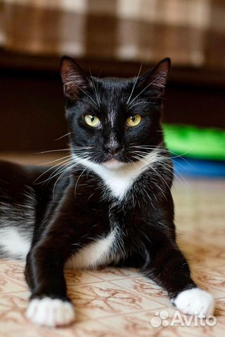Статный котик Бэтмен в добрые руки