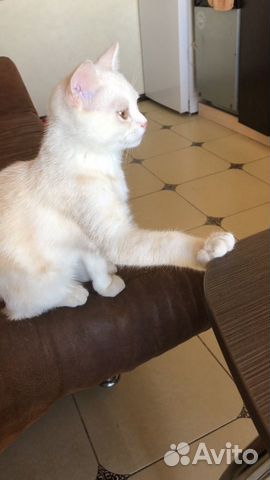 Котенок 4 месяца