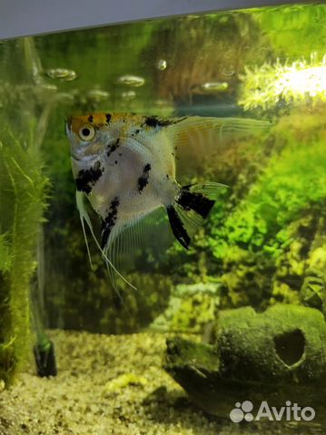 Отдам рыбку скалярию