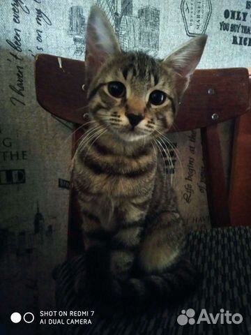 Милая, пока маленькая кошечка в добрые руки