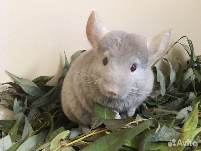 Шиншилла гомобежевая пастель