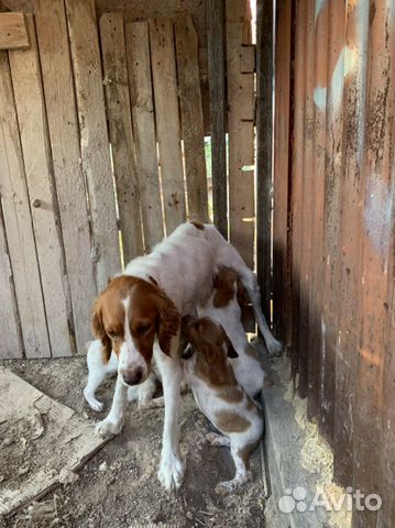 Бретонский эпаньоль