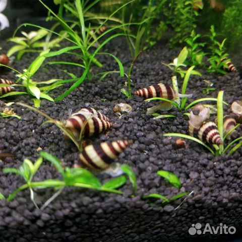 Улитки Хелены обмен