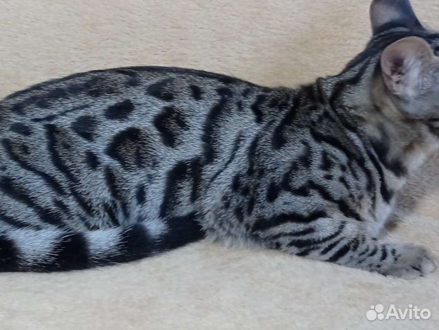 Бенгальская