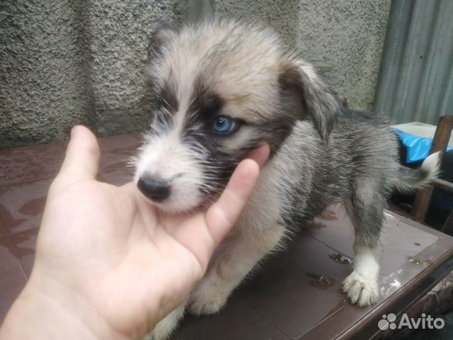 Собаки щенки от хаски с дворянином