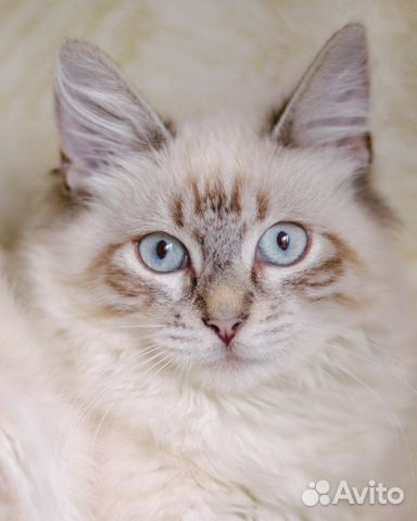 Котенок пушистик ищет дом