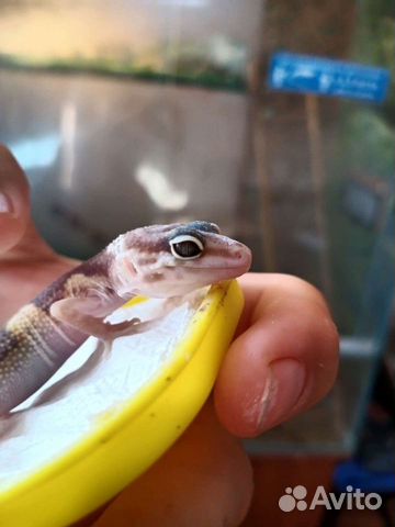 Эублефар под самок