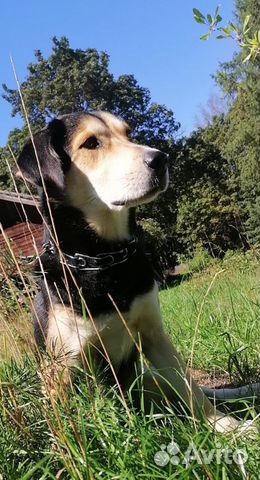 Собака в добрые руки