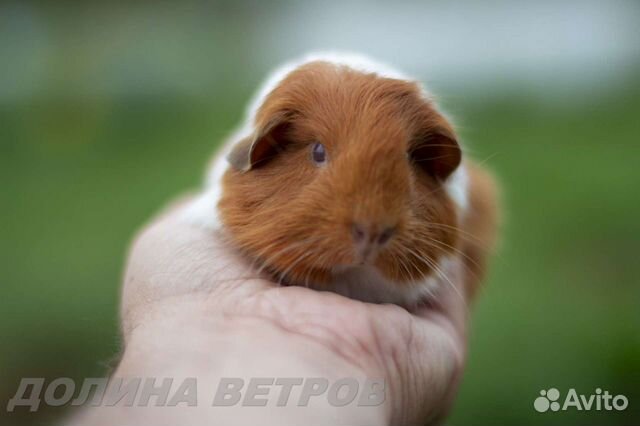 Морская свинка девочка двухцветная