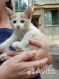 Кошка в дар