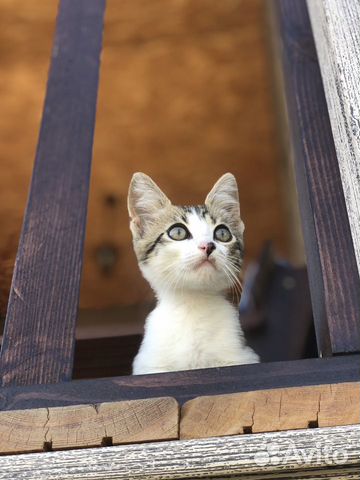 Котенок Жужик