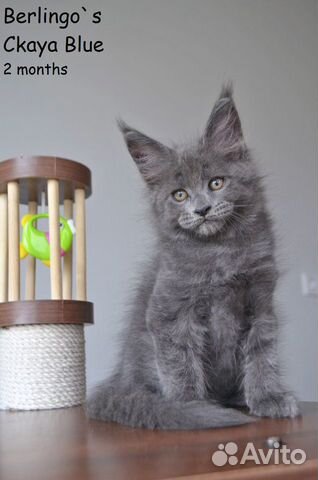 Кошка голубой солид