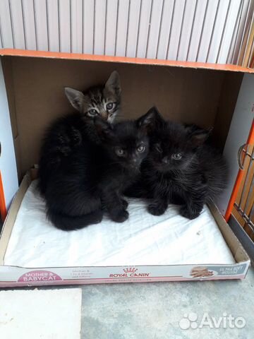 Котятки с ладошку ищут дом