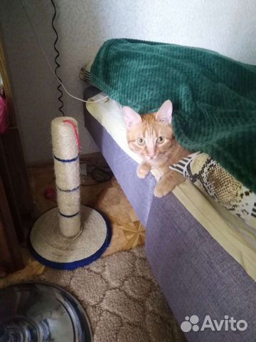 Отдам кота в добрые руки