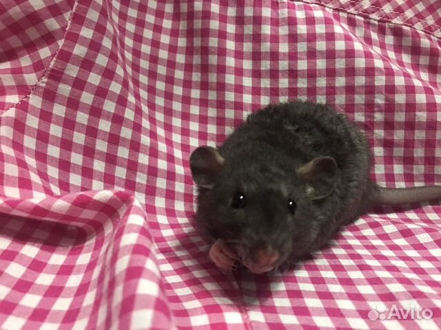 Крыса дамбо