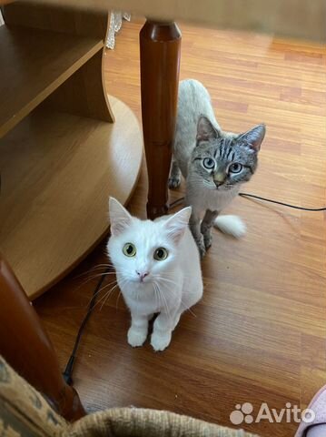 Котики в добрые руки