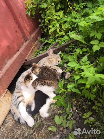 Котята в добрые руки даром