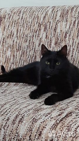 Багира ищет дом