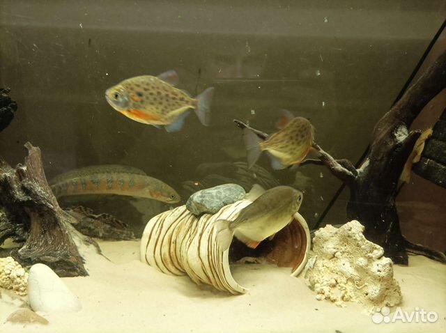 Митиннисы и таракатум