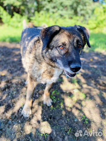 Собака Карамелька отдается в семью