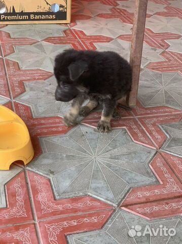 Немецкая овчарка