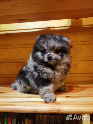 Померанский шпиц супер мини
