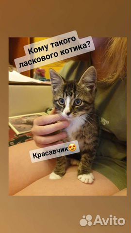 Котенок, котик