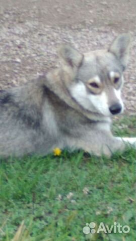 Мини хаска Джесси