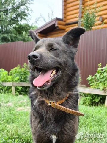 Красавица Муха - друг и любимец в добрую семью