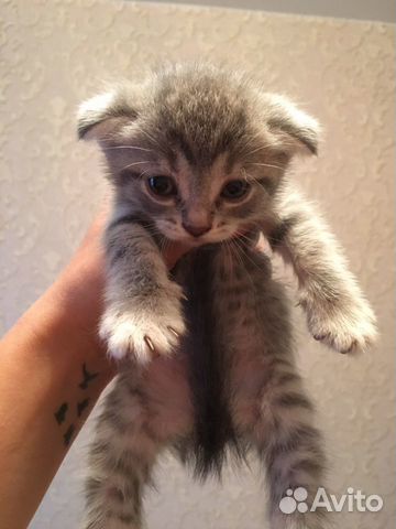 Шотландские вислоухие котята