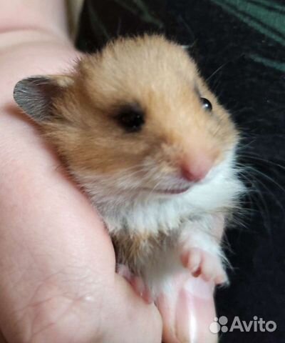 Королевский хомяк