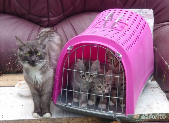 Котята Курильского бобтейла