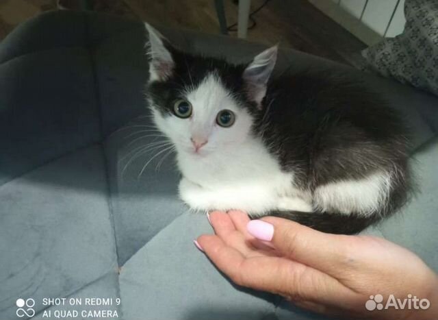 Котёнок Чарлик в дар