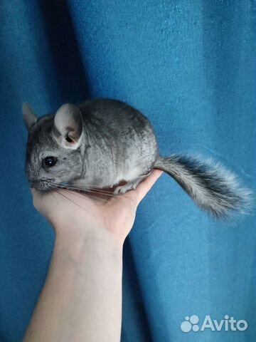 Шиншилла мальчик