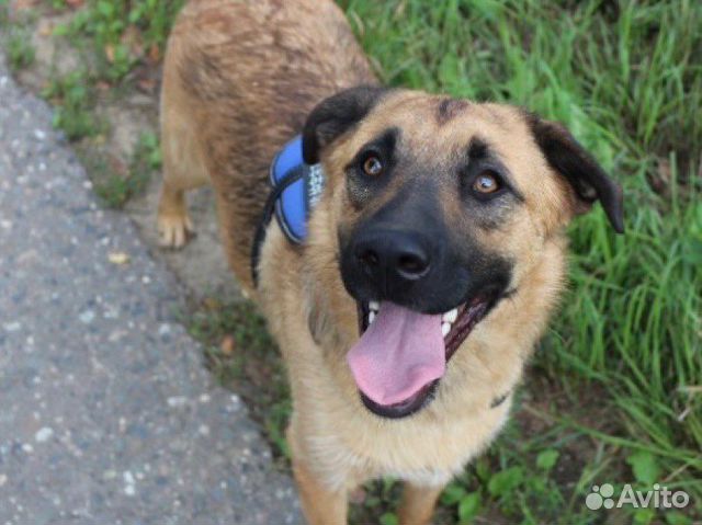 Молодой пес, 1 год в добрые руки