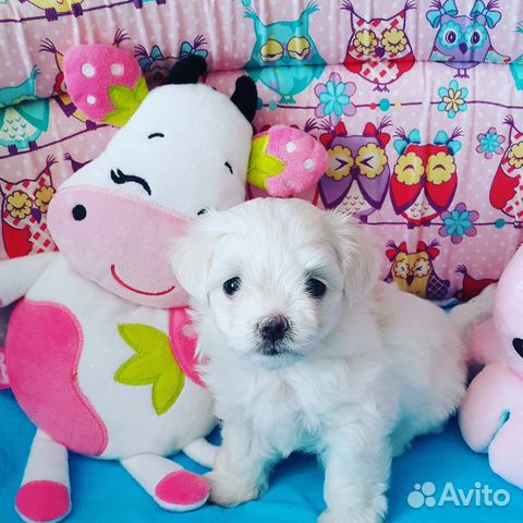 Болонки.Эльза.Мальтийская девочка