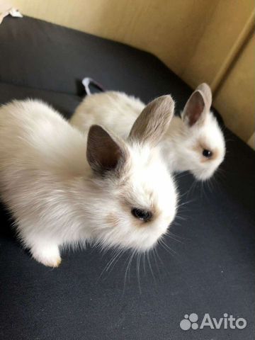 Декоративные кролики