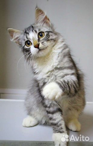 Пушистый котенок мальчик 3 мес