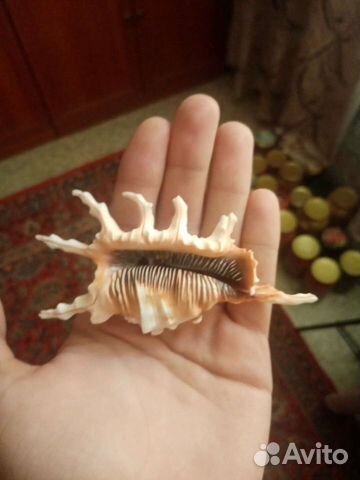 Коралл балянус