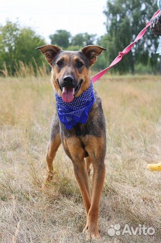 Отдам в добрые руки