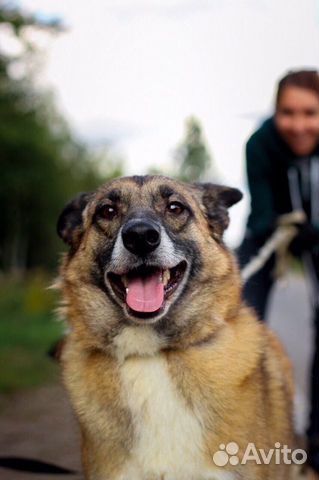 Послушная умница, красивая собака Северина
