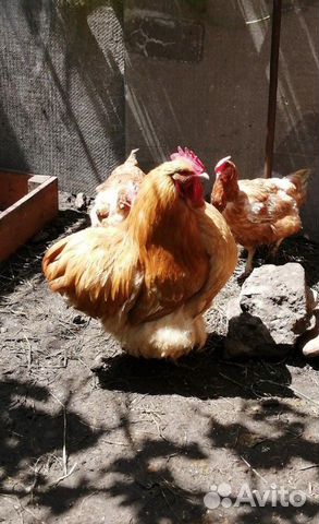 Петух орпингтон на племя