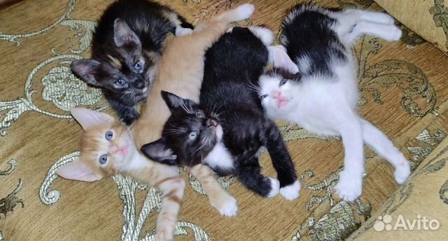 Котята отдам бесплатно