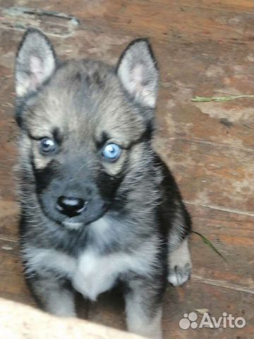 Щенки хаски метисы